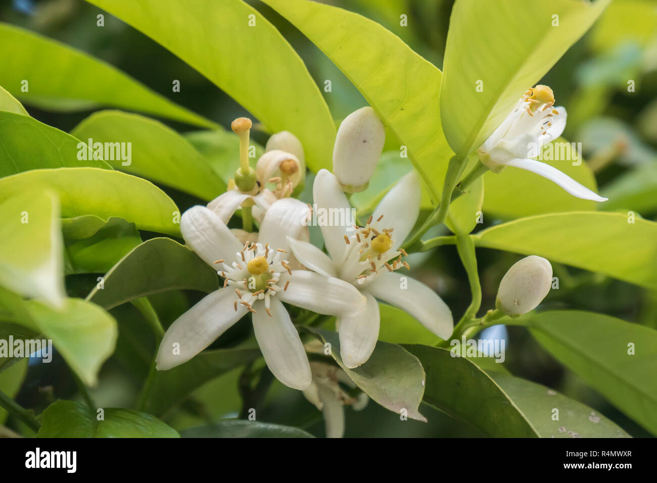 Azahar flowers hi-res stock photography and images - Alamy