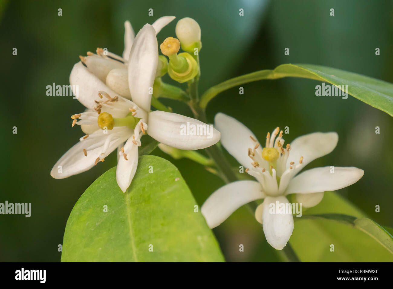 Orange blossom in spring, azahar flower Stock Photo - Alamy