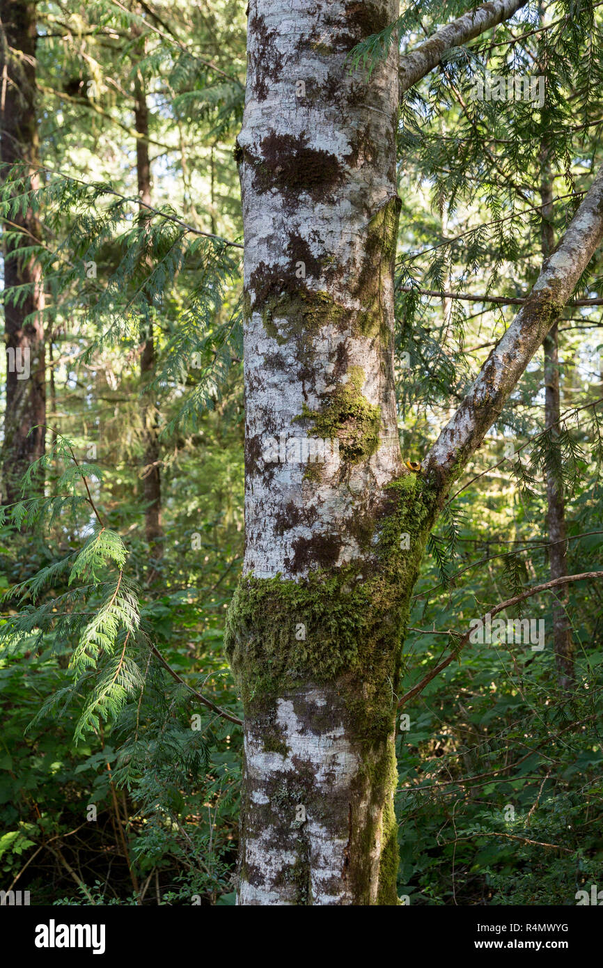 Pacific rim national park tree trunk hi-res stock photography and ...