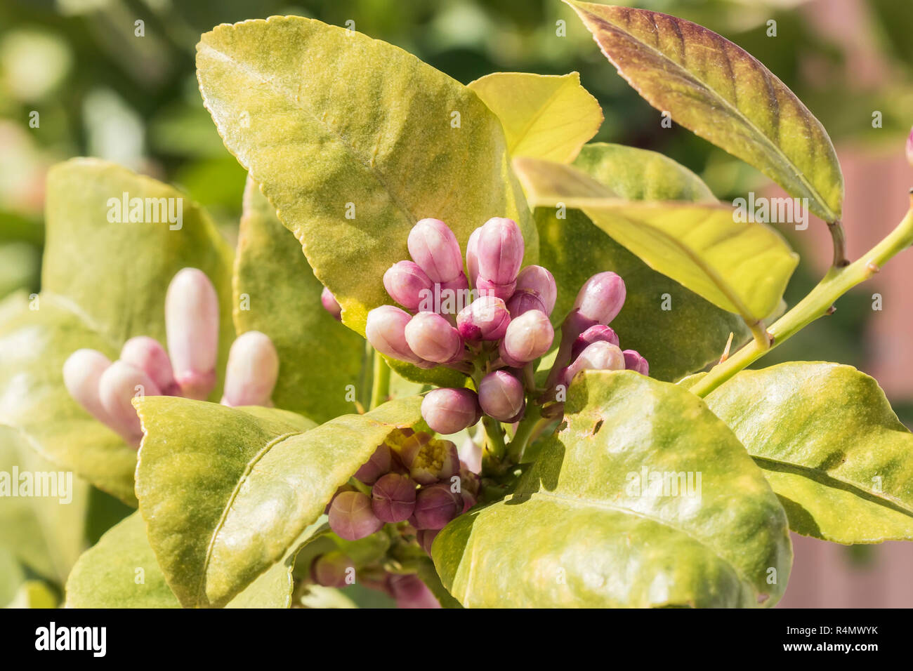 Lemon blossom in spring Stock Photo - Alamy