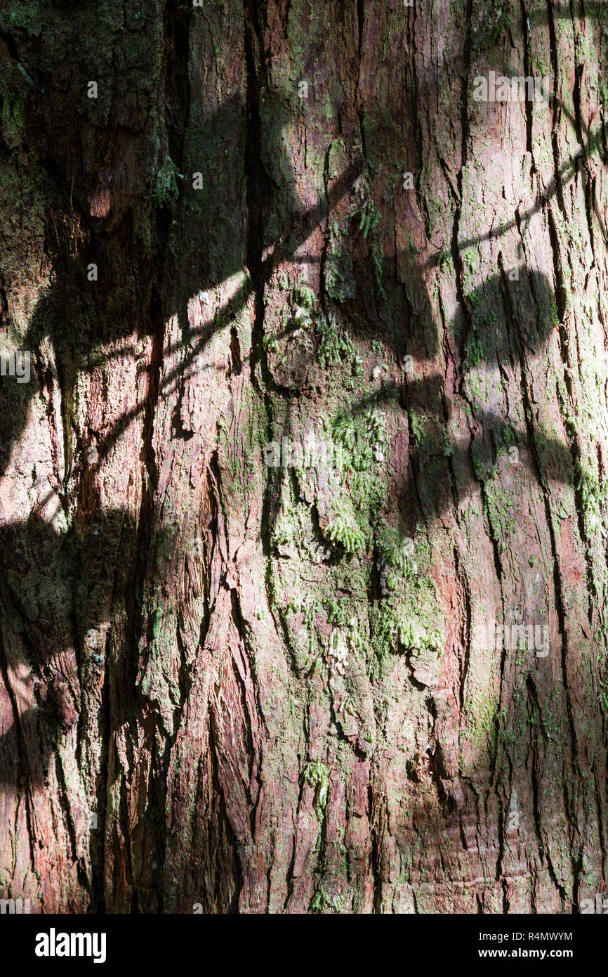 shadows of leaves on a tree trunk in the forest, Tofino gardens, Tofino ...