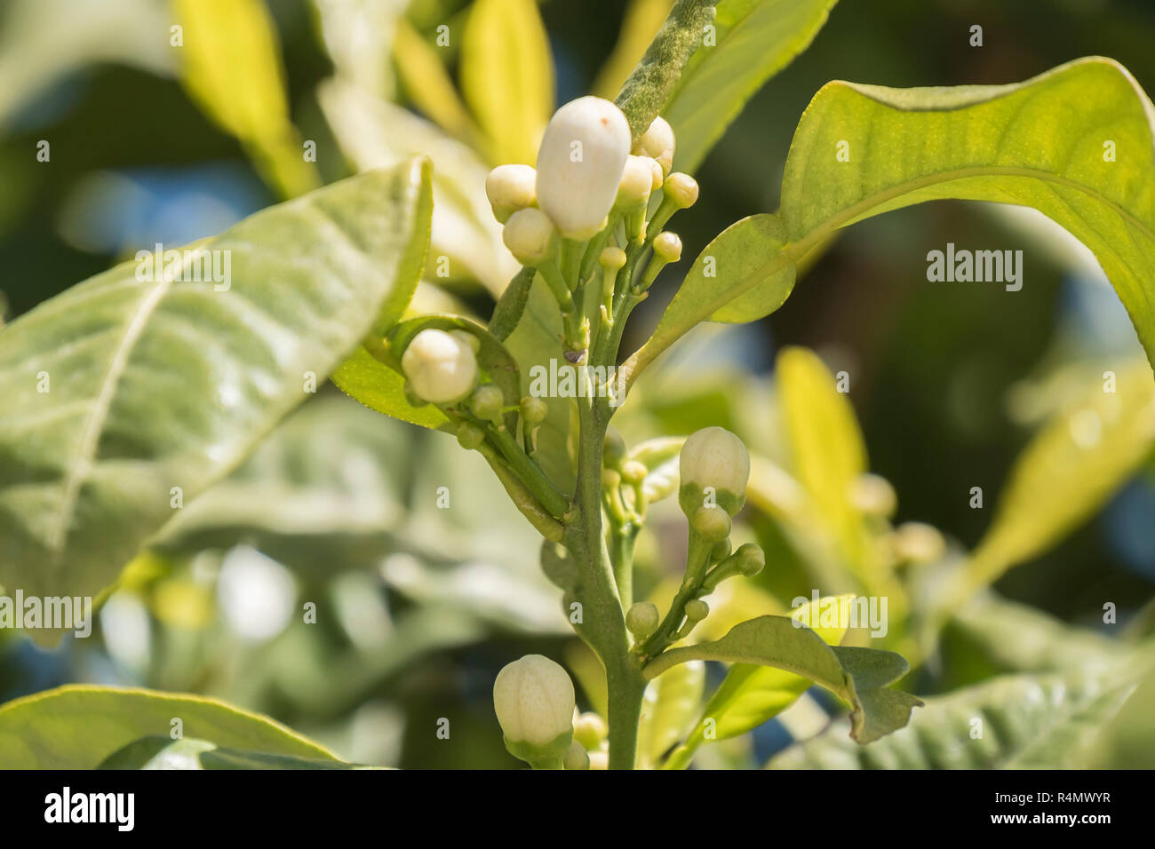 Lemon tree sea close up hi-res stock photography and images - Alamy