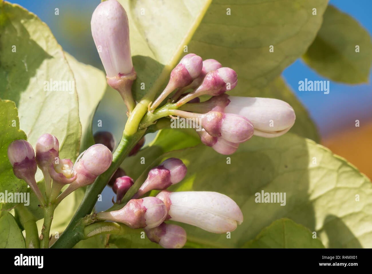 Lemon blossom in spring Stock Photo - Alamy