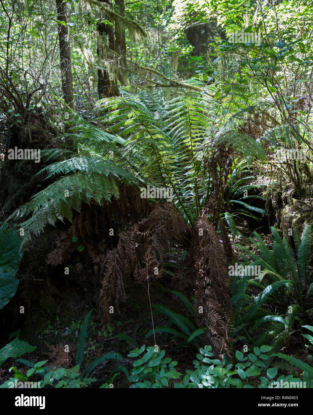Woodland area with ferns in Tofino gardens, Tofino, Vancouver Island ...