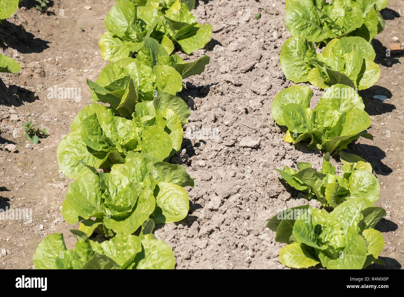 Orchard culture of vegetables hi-res stock photography and images - Alamy