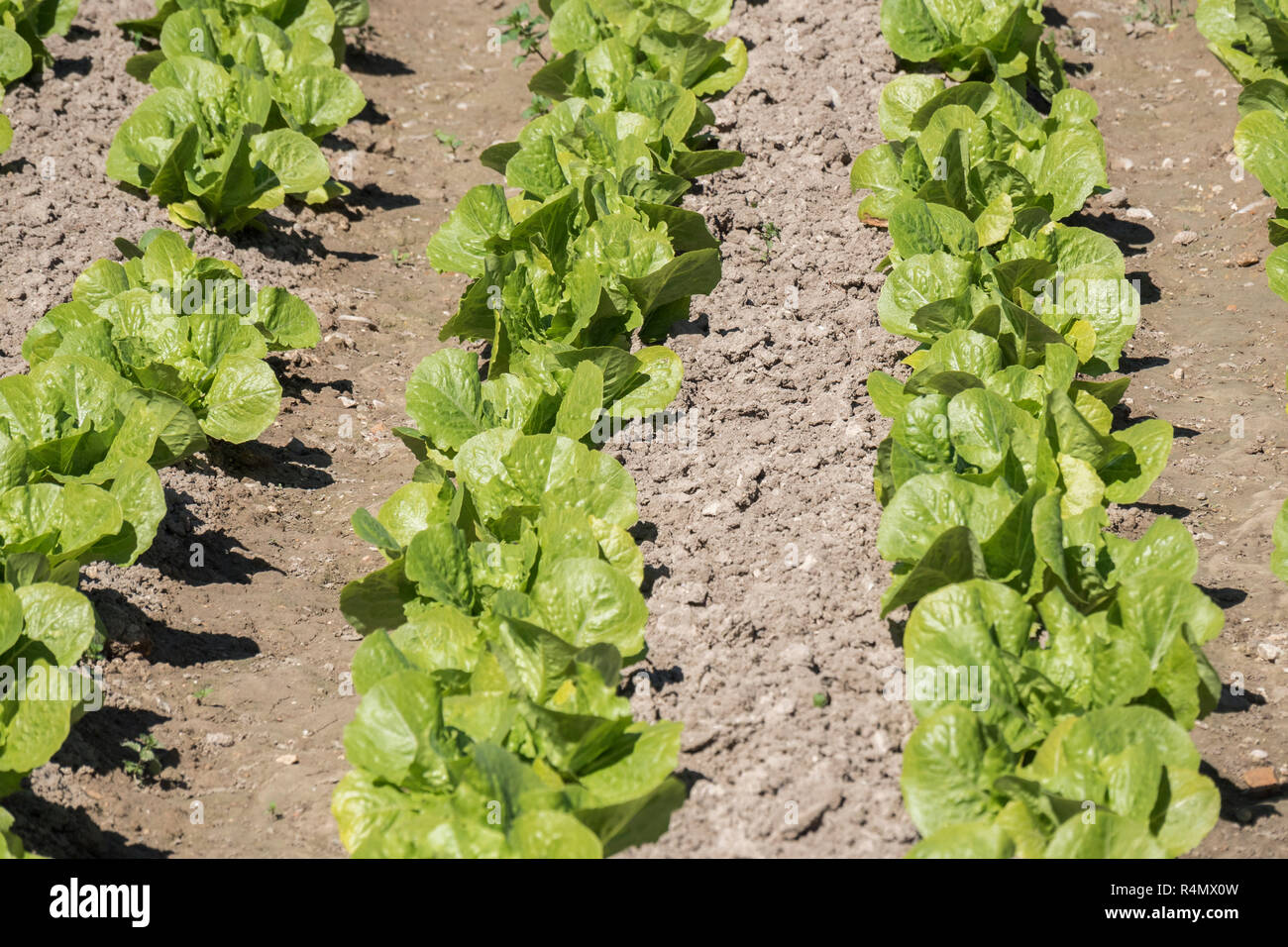 Orchard culture of vegetables hi-res stock photography and images - Alamy