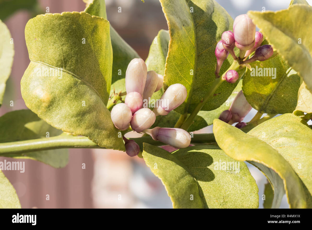 Lemon blossom in spring Stock Photo - Alamy