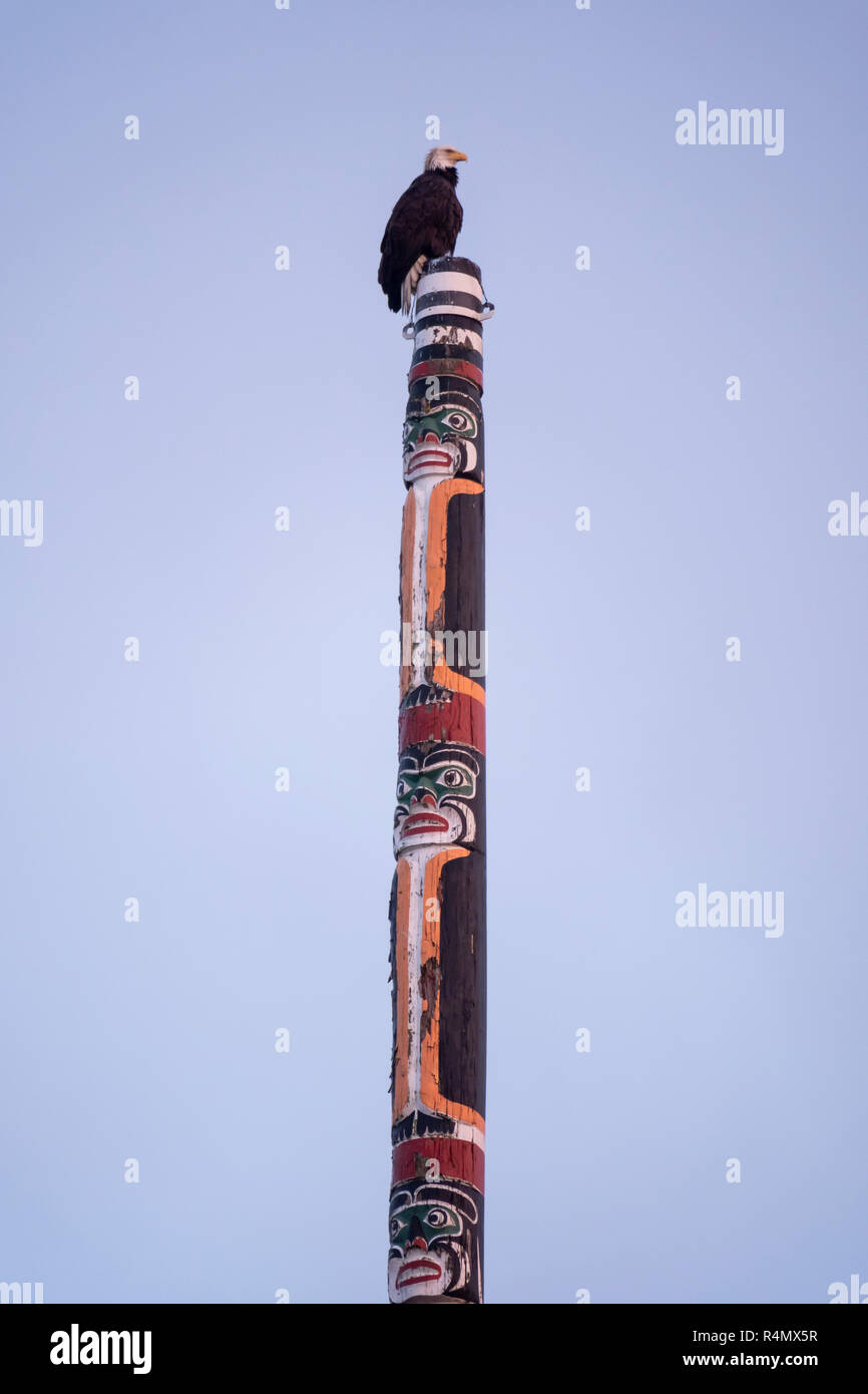 A bald eagle perches on top of the Story Pole, a totem pole in Beacon ...