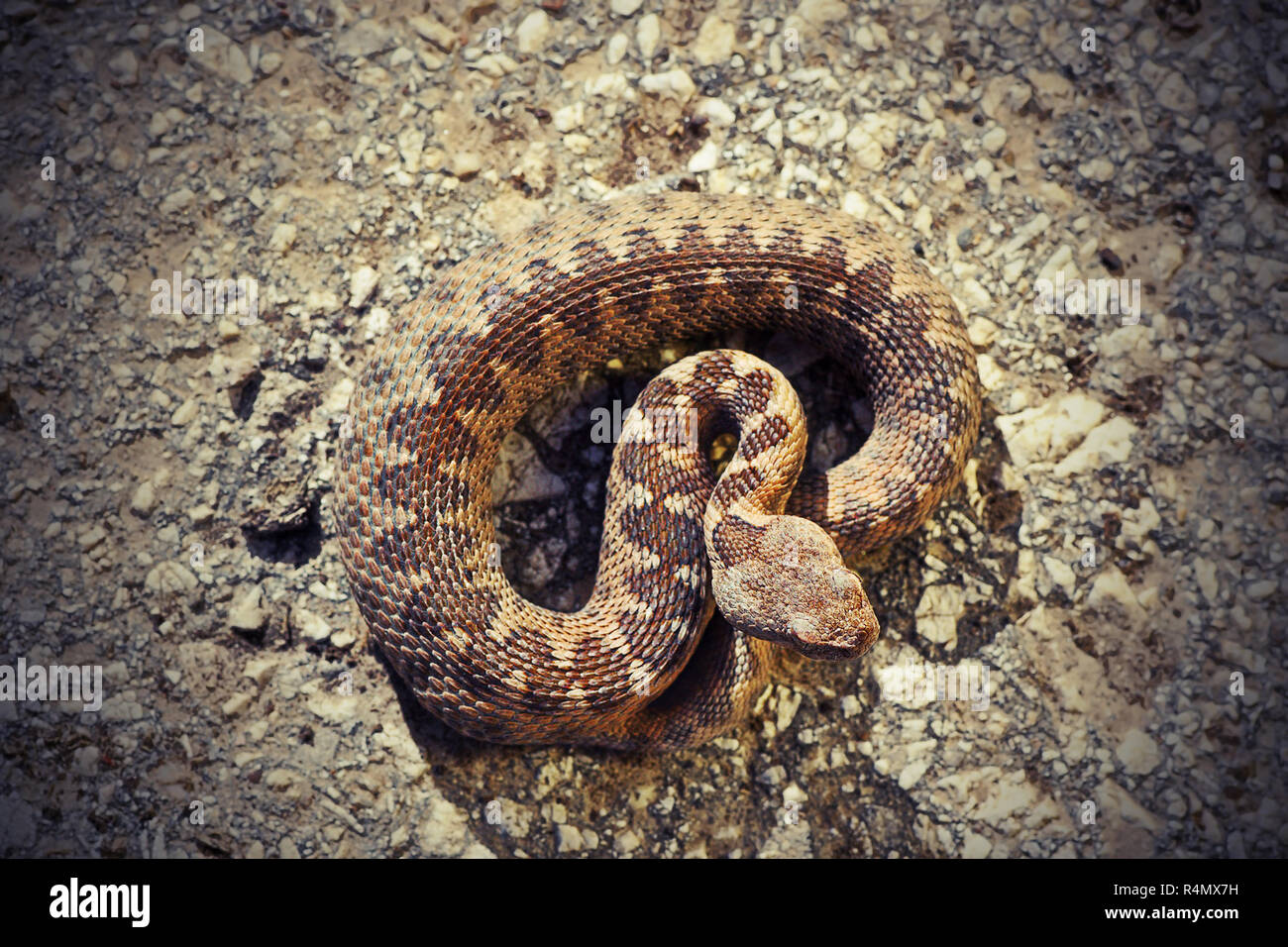 dangerous european nose horned viper basking on stone ( Vipera ...