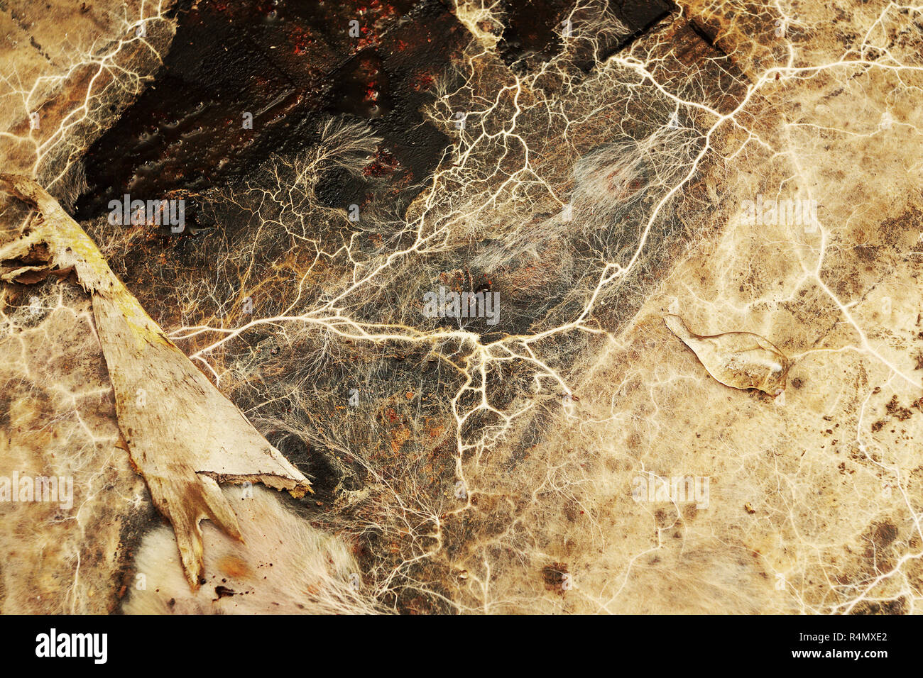 Merulius lacrymans hi-res stock photography and images - Alamy