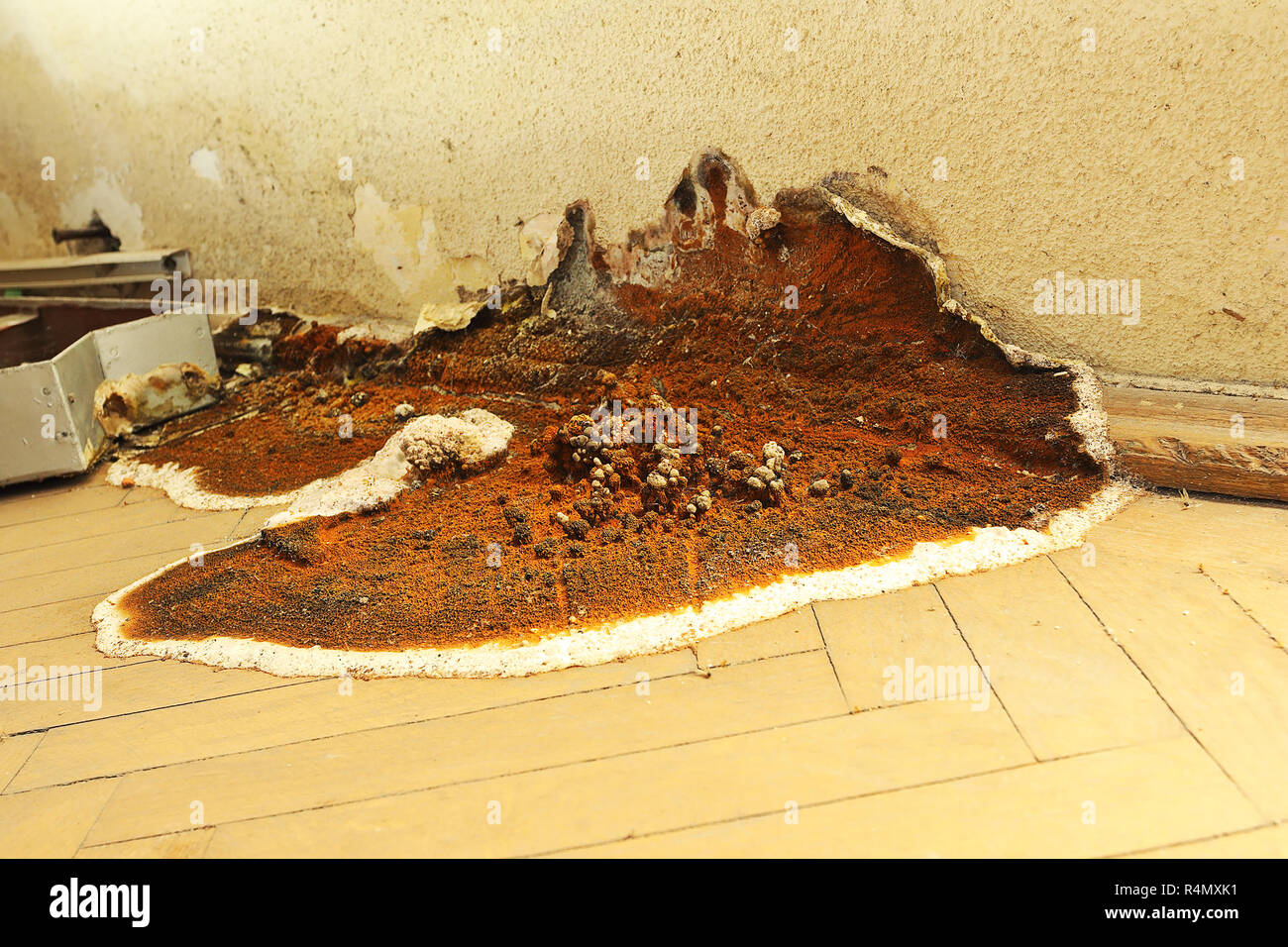 Merulius lacrymans hi-res stock photography and images - Alamy