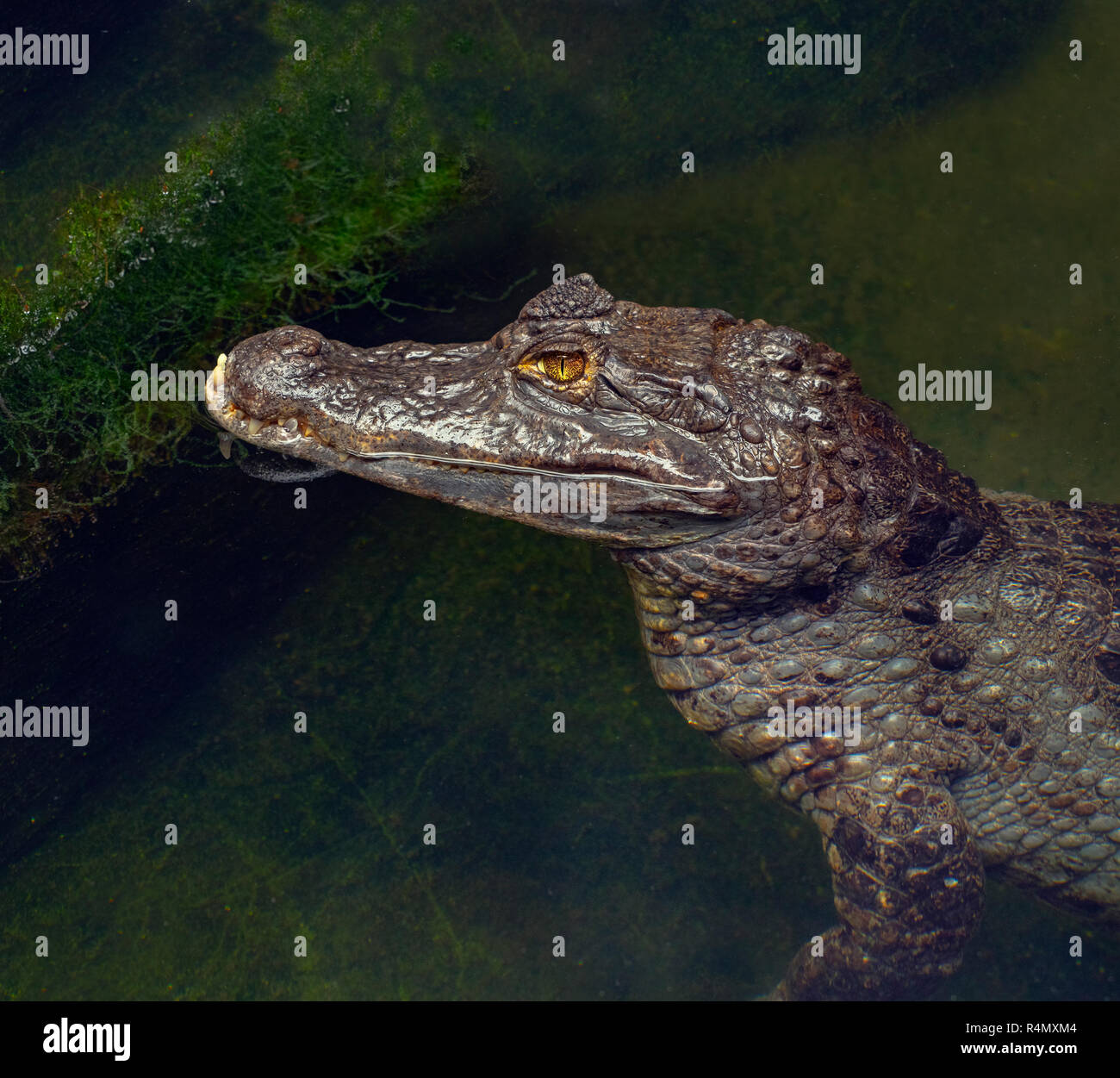 Spectacled Caiman Range