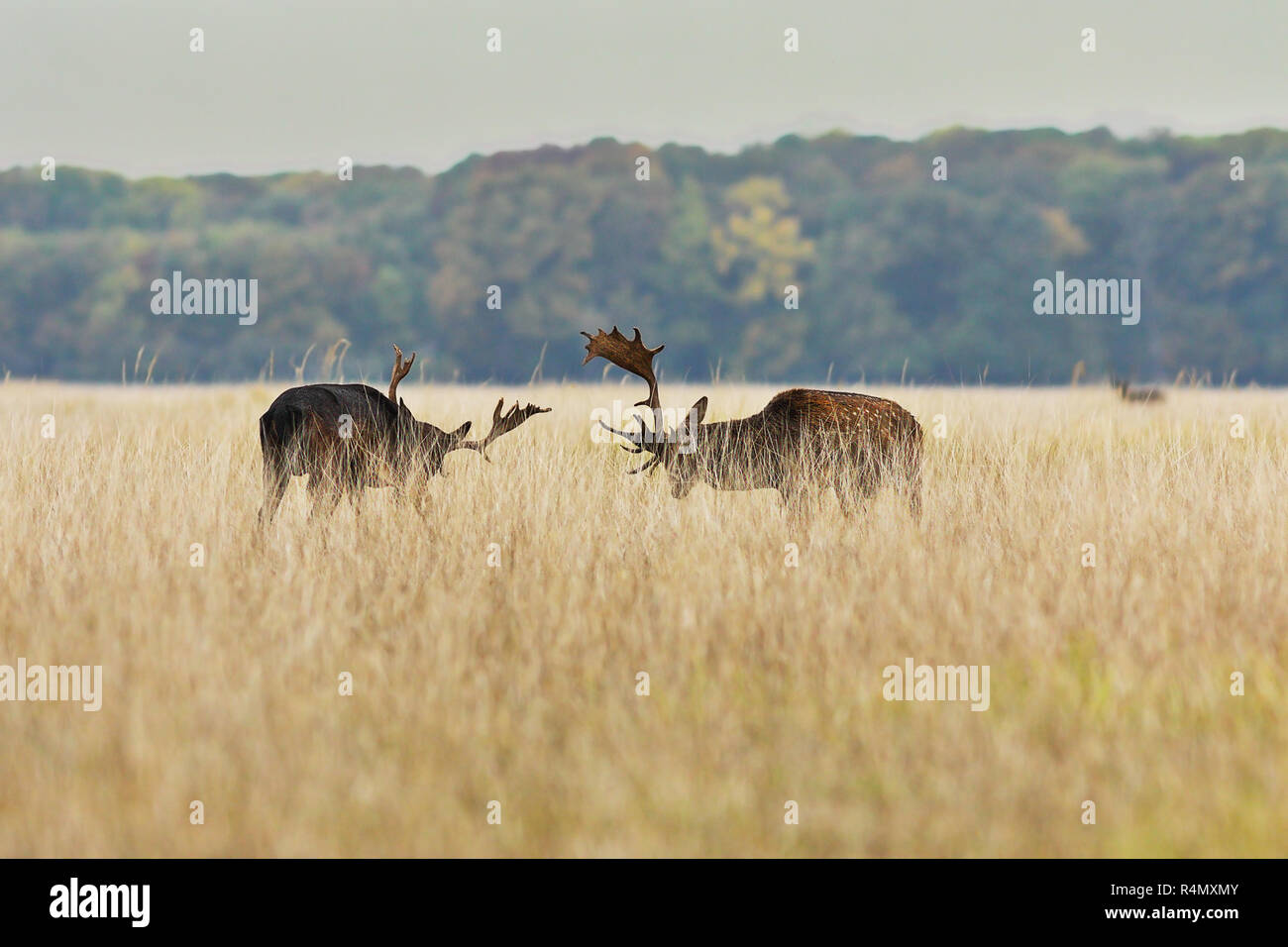 Mating for deer hi-res stock photography and images - Alamy