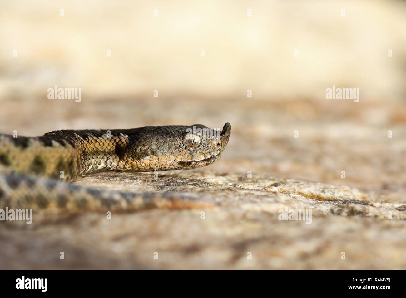 macro shot of european nose horned viper ( Vipera ammodytes Stock Photo ...