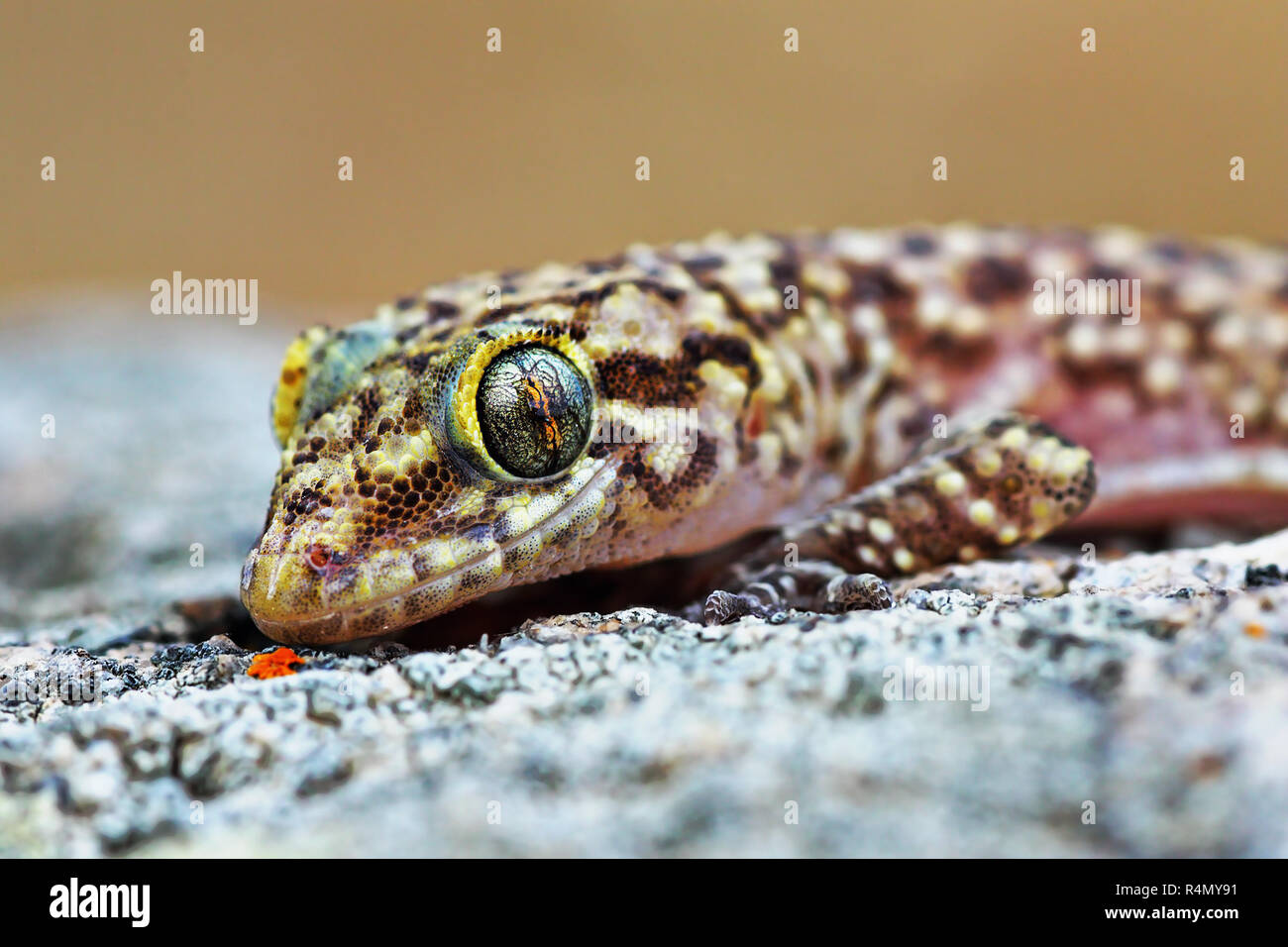mediterranean house gecko portrait ( Hemidactylus turcicus Stock Photo ...