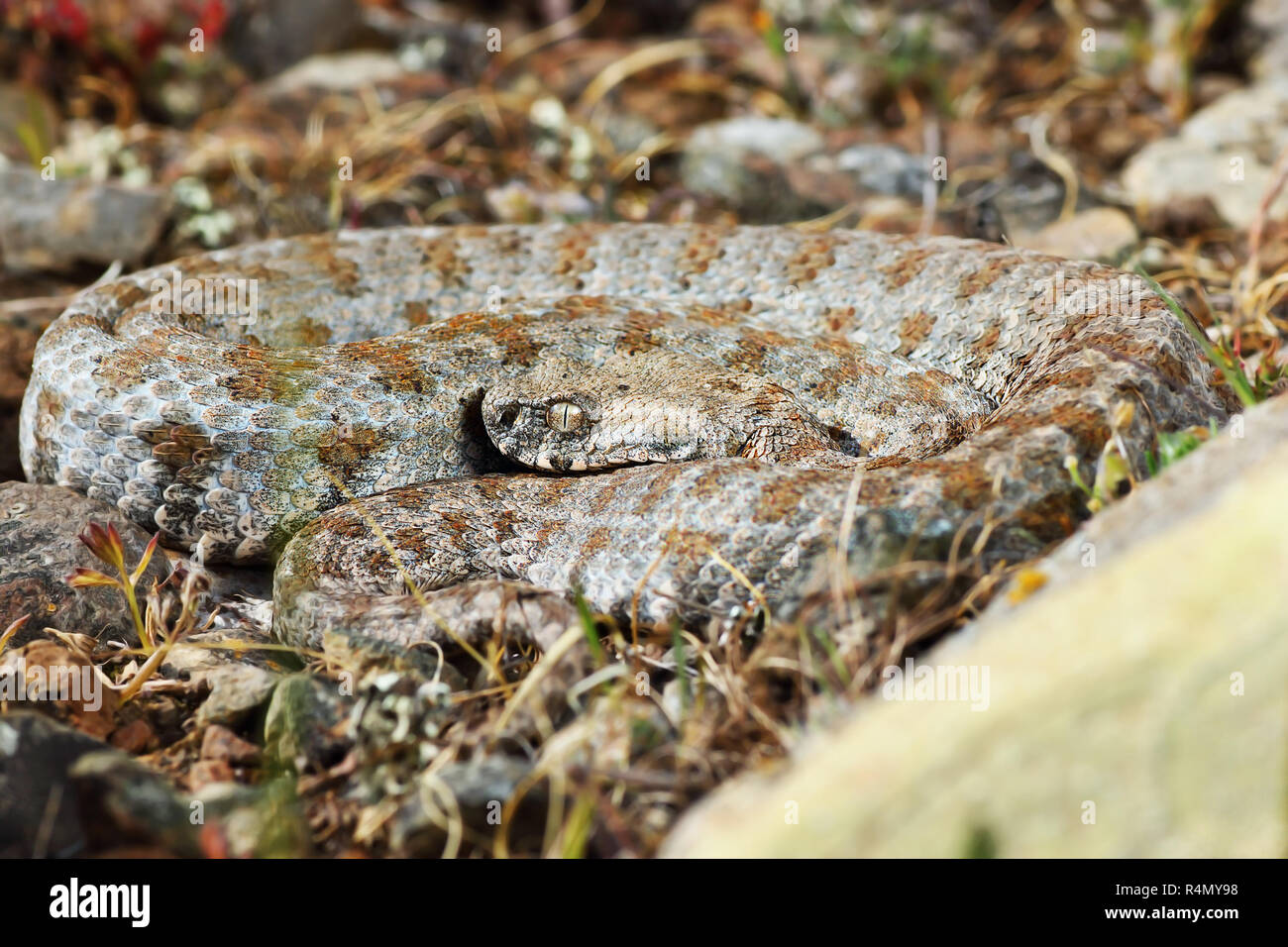 milos viper basking in natural environment, full length reptile ...