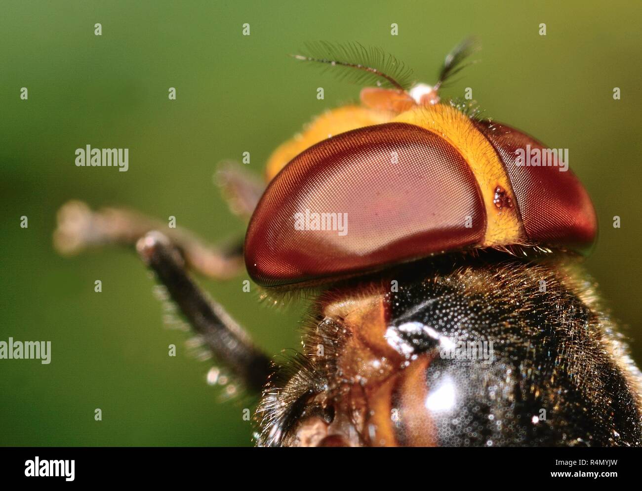 Big green compound eyes hi-res stock photography and images - Alamy