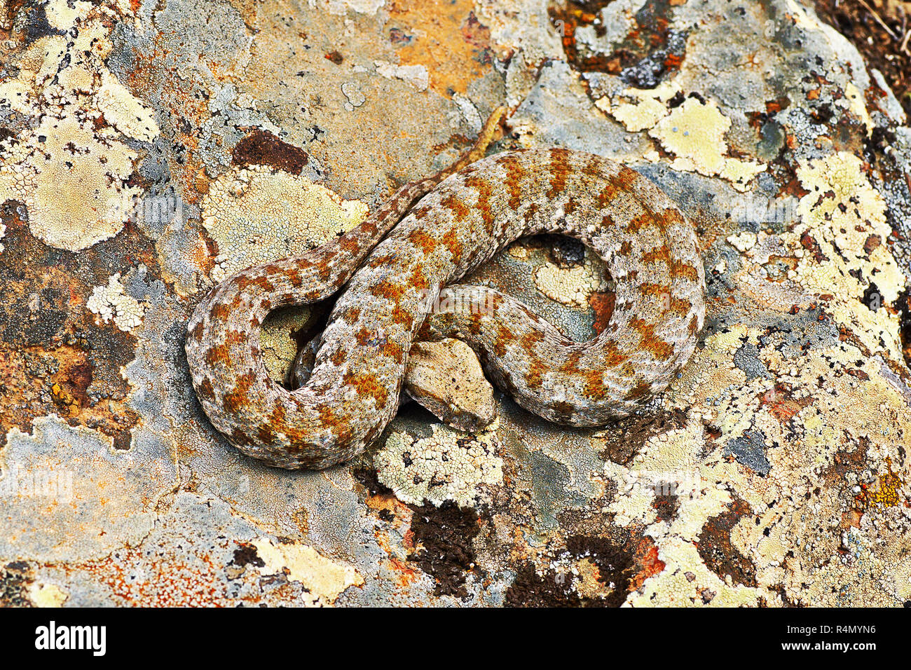 rarest venomous european snake, the Milos viper ( Macrovipera lebetina ...