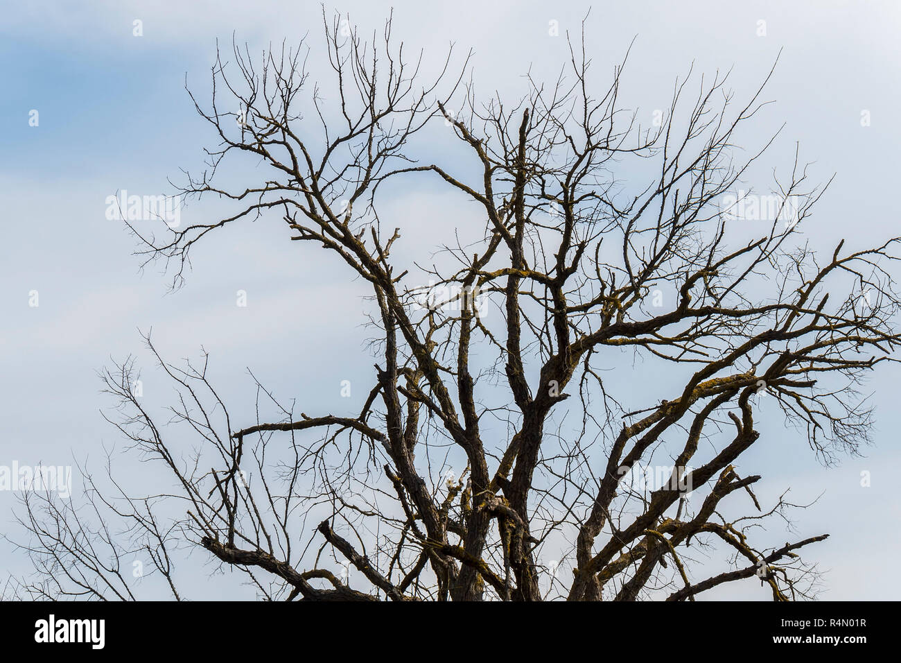 Dry tree in the middle of nature Stock Photo - Alamy