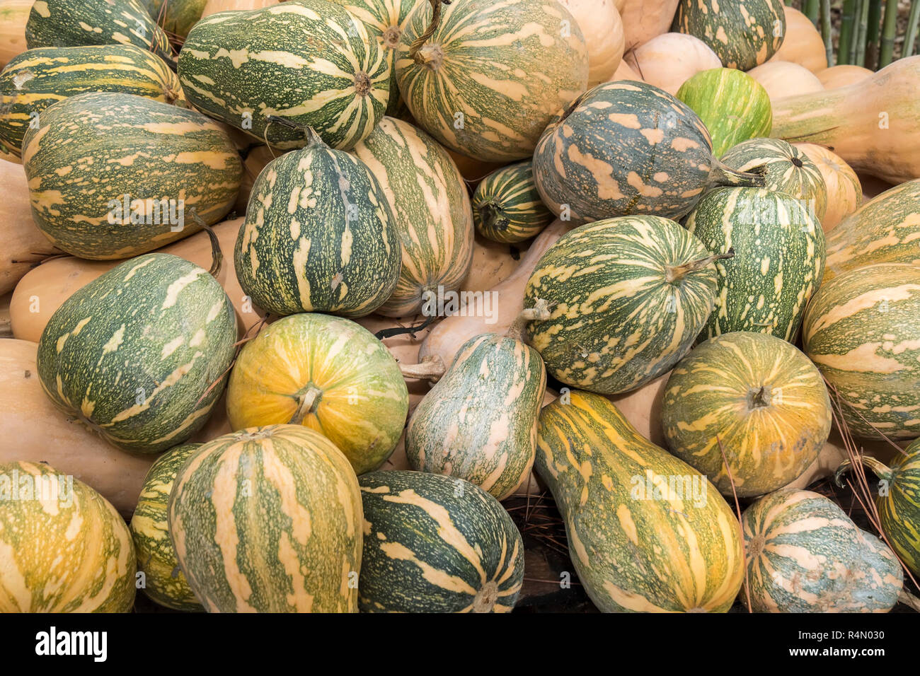 Cucurbita argyrosperma hi-res stock photography and images - Alamy