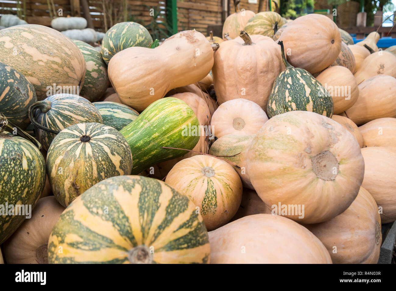 Cucurbita Argyrosperma High Resolution Stock Photography and Images - Alamy