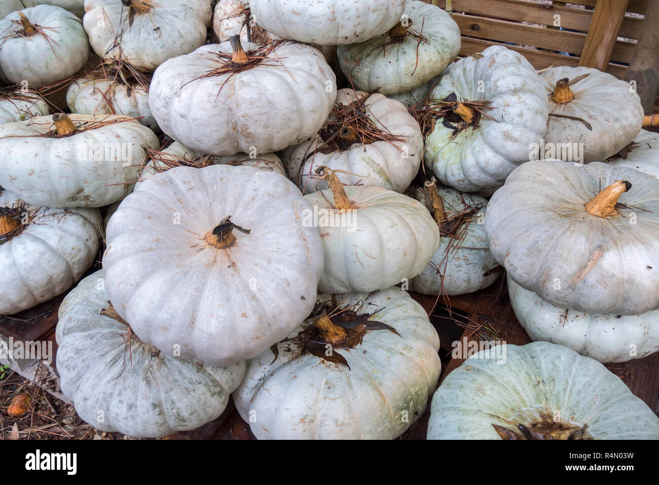 Small wonder squash hi-res stock photography and images - Alamy