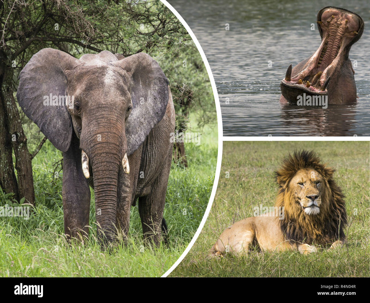 African wild animals safari collage hi-res stock photography and images ...