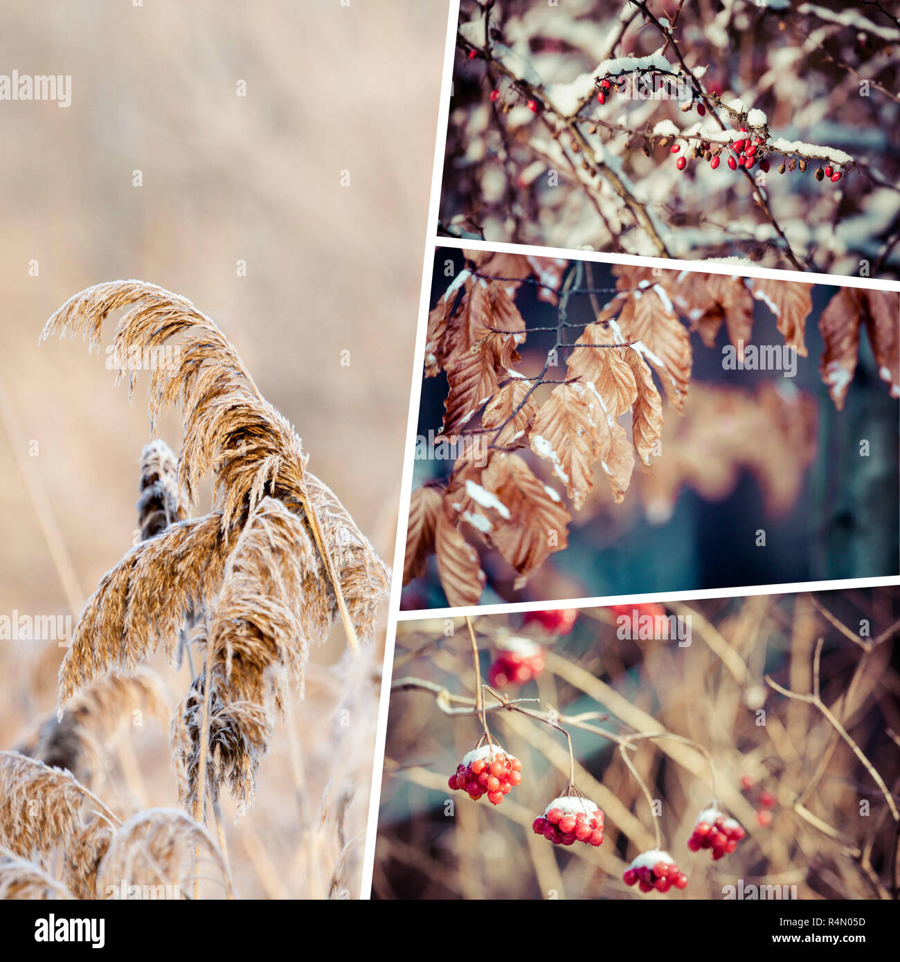 Winter collage ( my images Stock Photo - Alamy