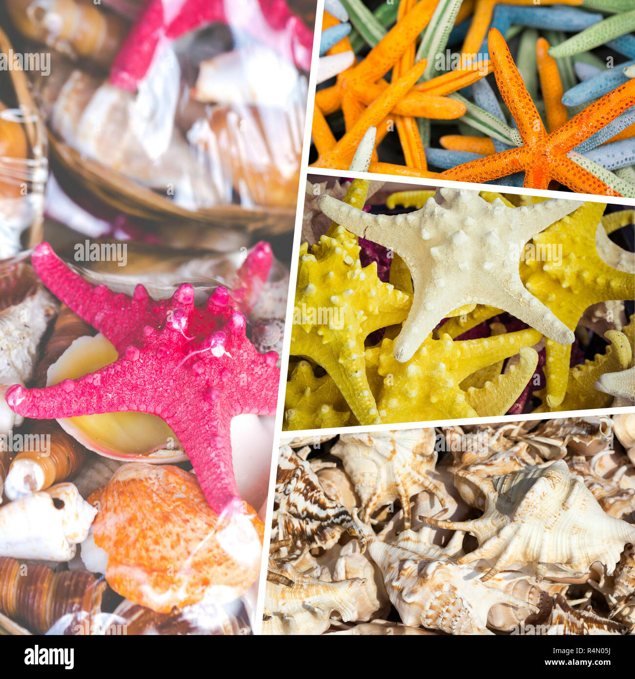 Collage of sea shells ( my photos Stock Photo - Alamy