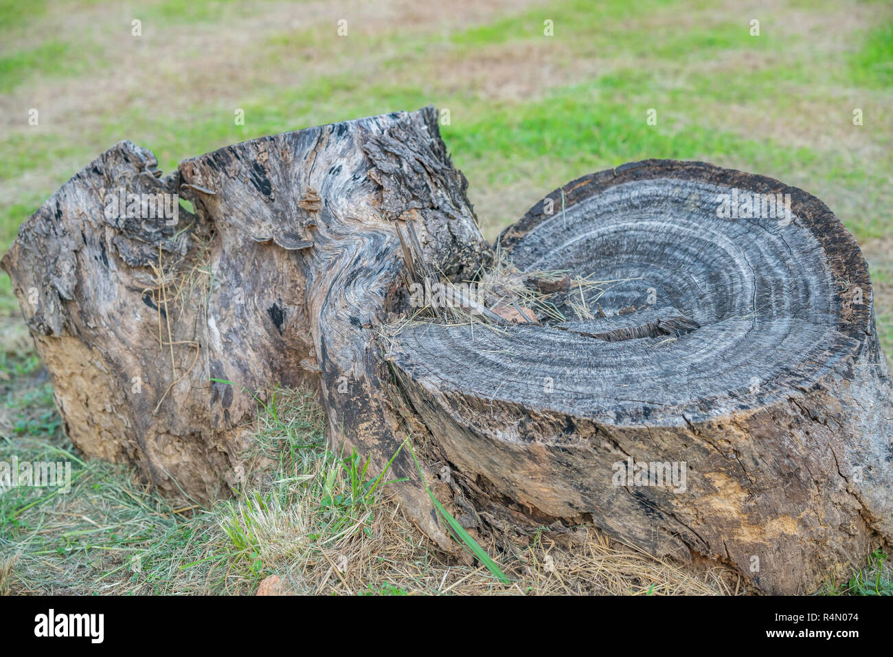 An old tree stump Stock Photo - Alamy
