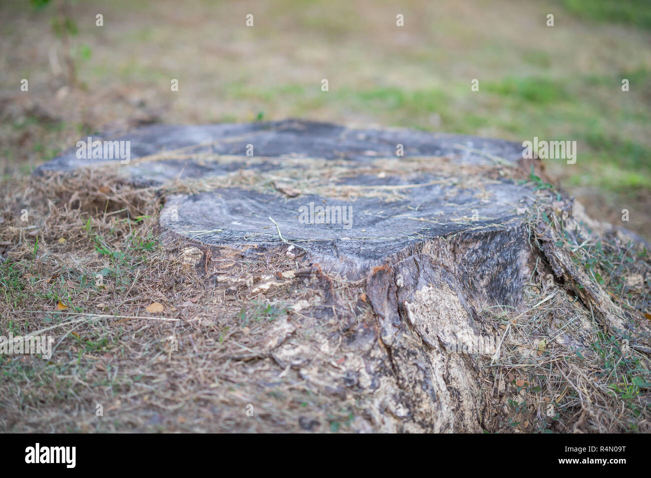 An old tree stump Stock Photo - Alamy