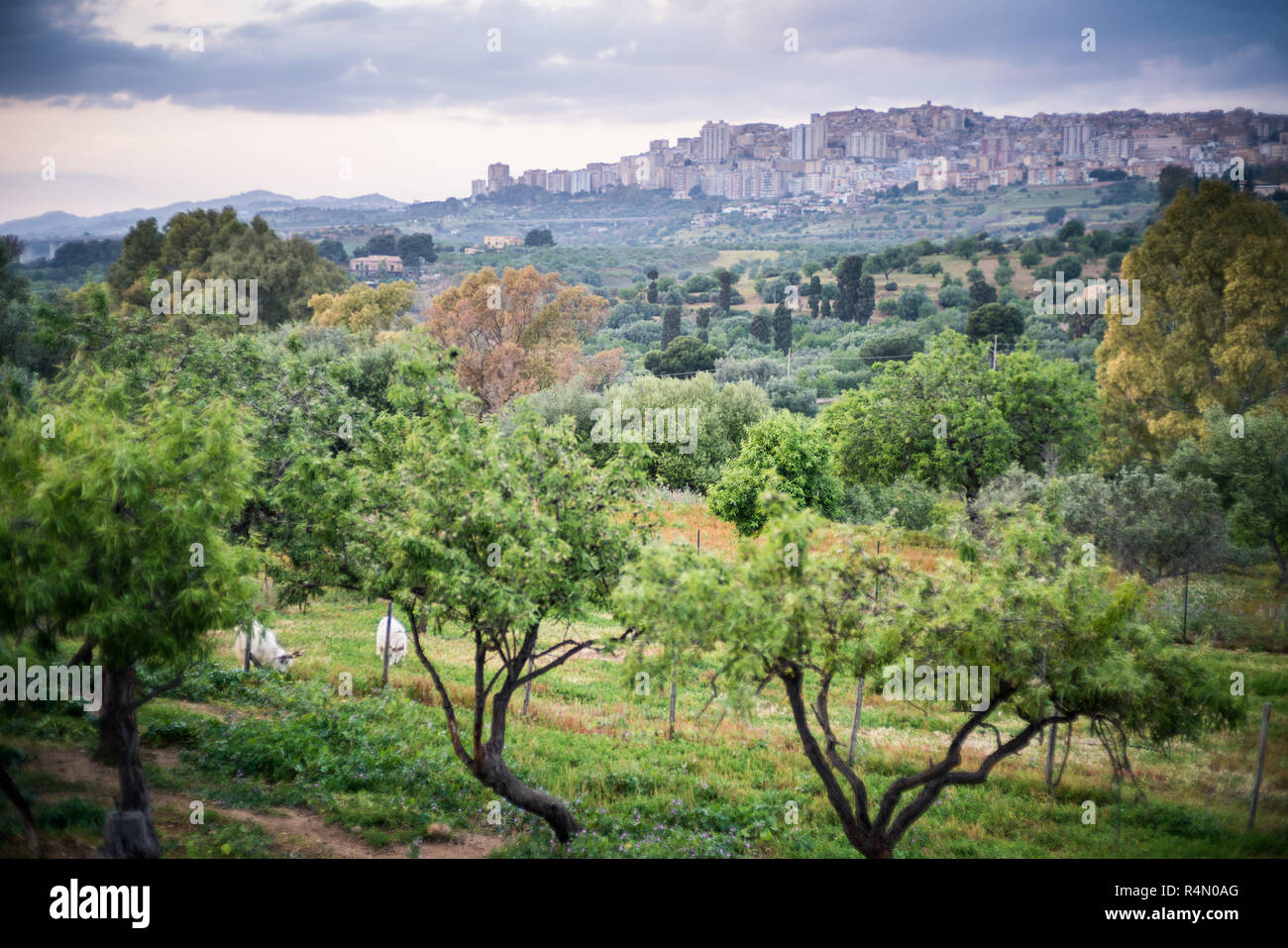 Agrigento temple aerial hi-res stock photography and images - Alamy
