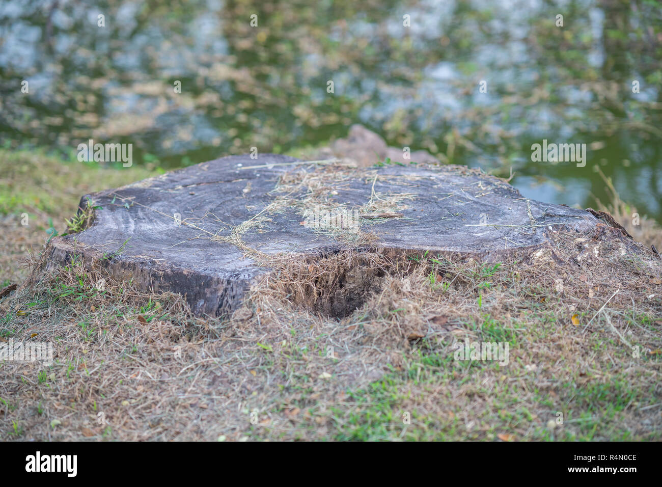 An old tree stump Stock Photo - Alamy