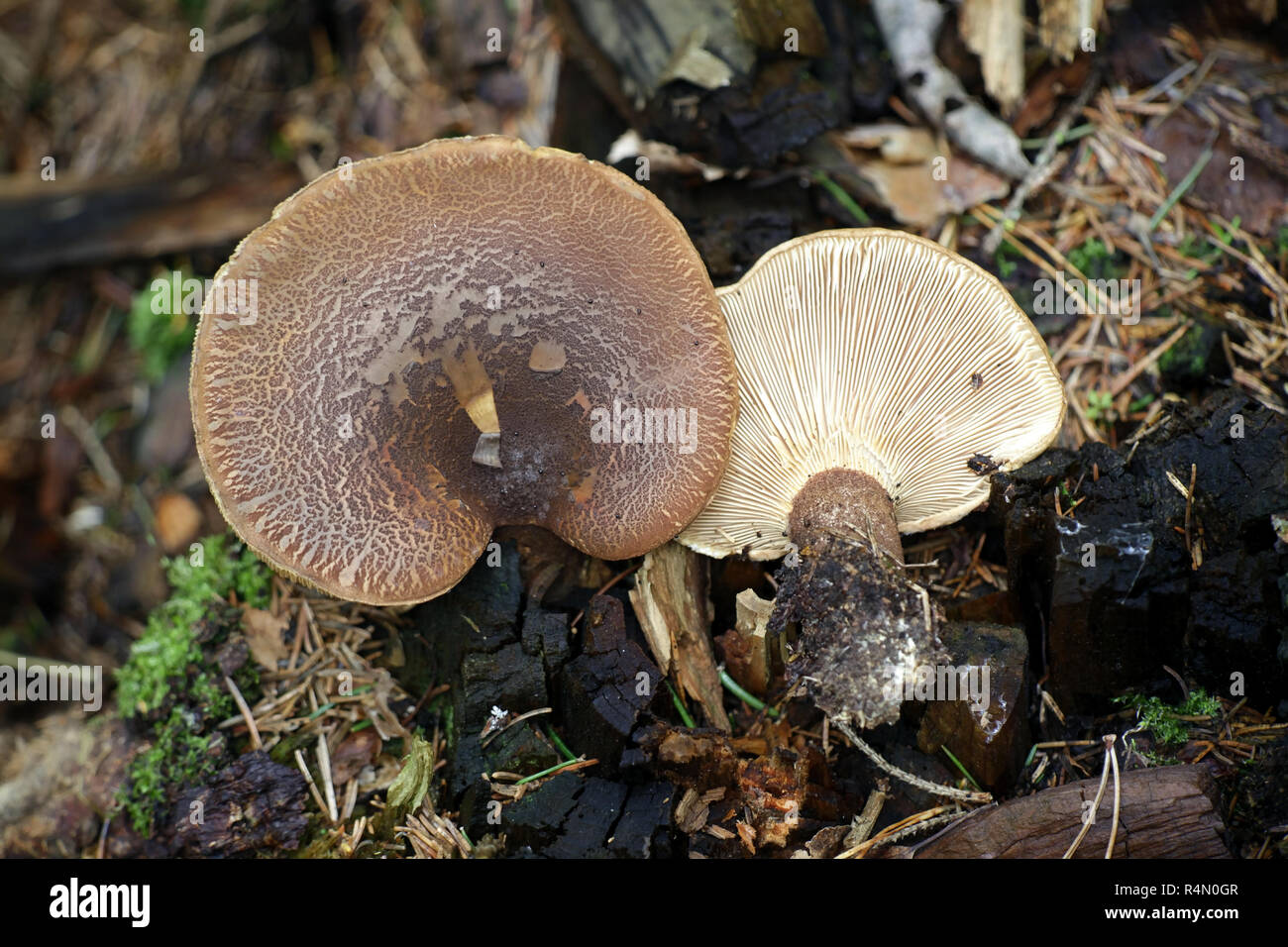 Tapinella atrotomentosa, commonly known as the velvet roll-rim or ...