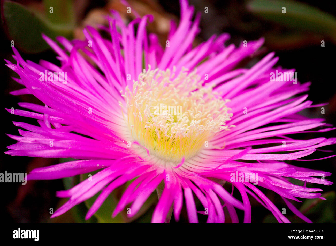 Flower of the Purple Ice Plant, succulent plant of the Aizoaceae family ...