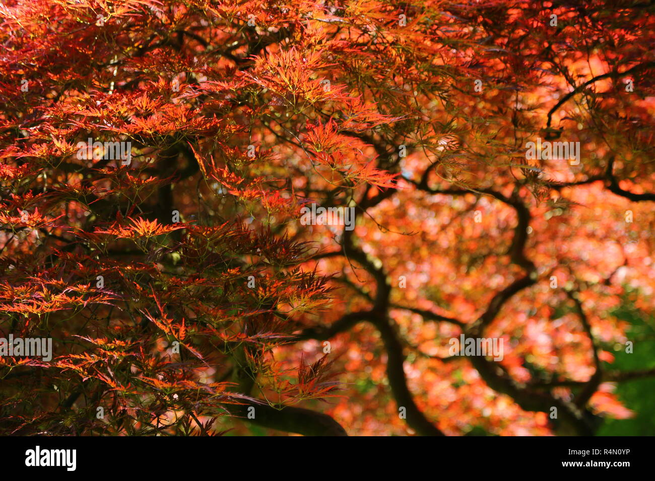 Maple tree nature hi-res stock photography and images - Alamy