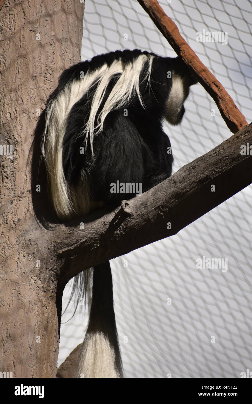 Photo taken of a Colubus Monkey at Utah`s Hogle Zoo Stock Photo - Alamy