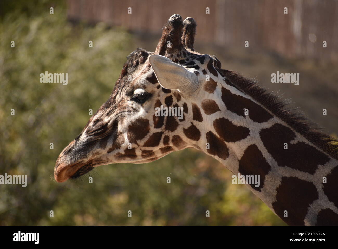 Giraffe feet hi-res stock photography and images - Alamy