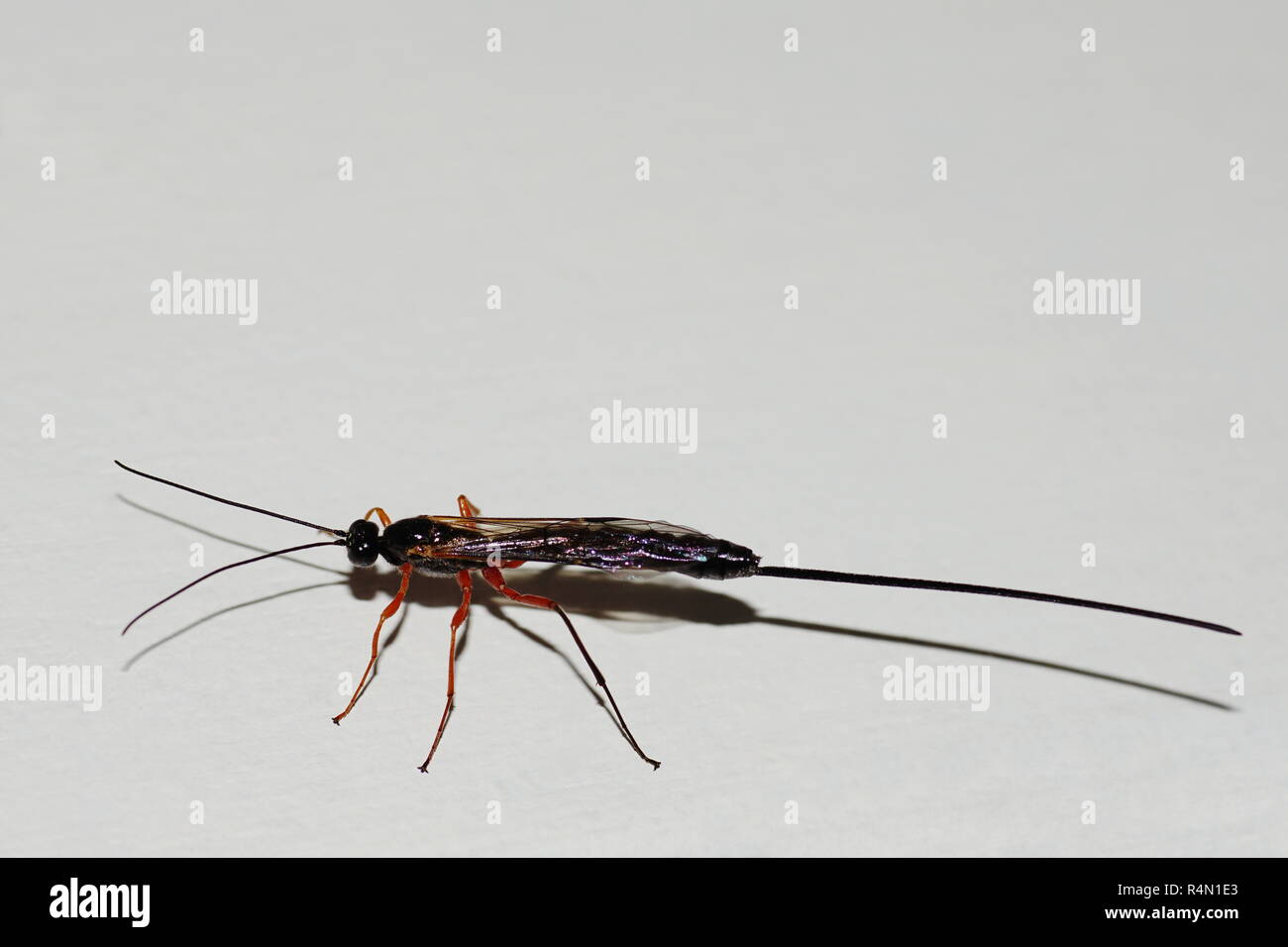 Side view of insect hi-res stock photography and images - Alamy