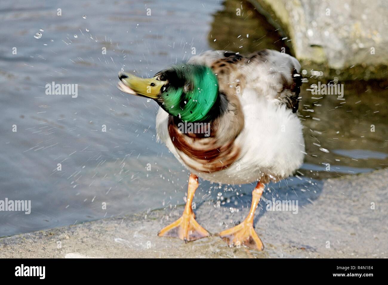 mallard ducks in the bath Stock Photo - Alamy