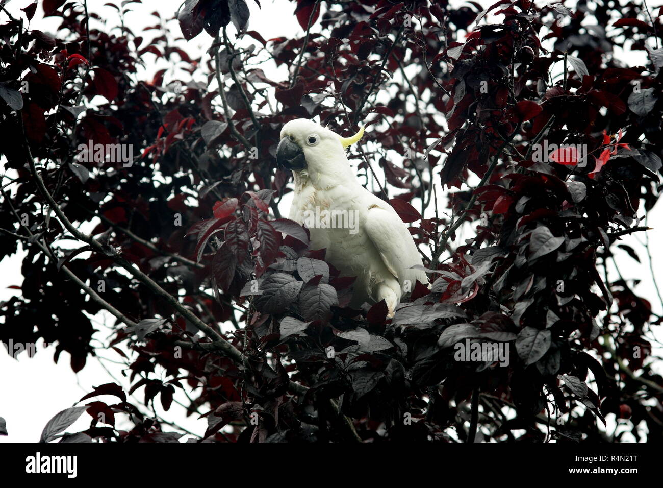 Cockatoo plum hi-res stock photography and images - Alamy