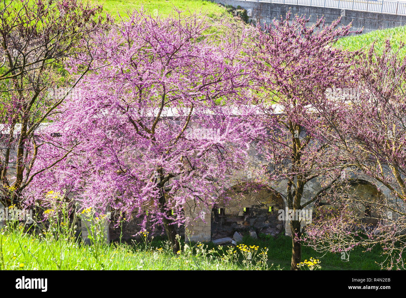 flowering cercis tree in urban park in spring Stock Photo - Alamy