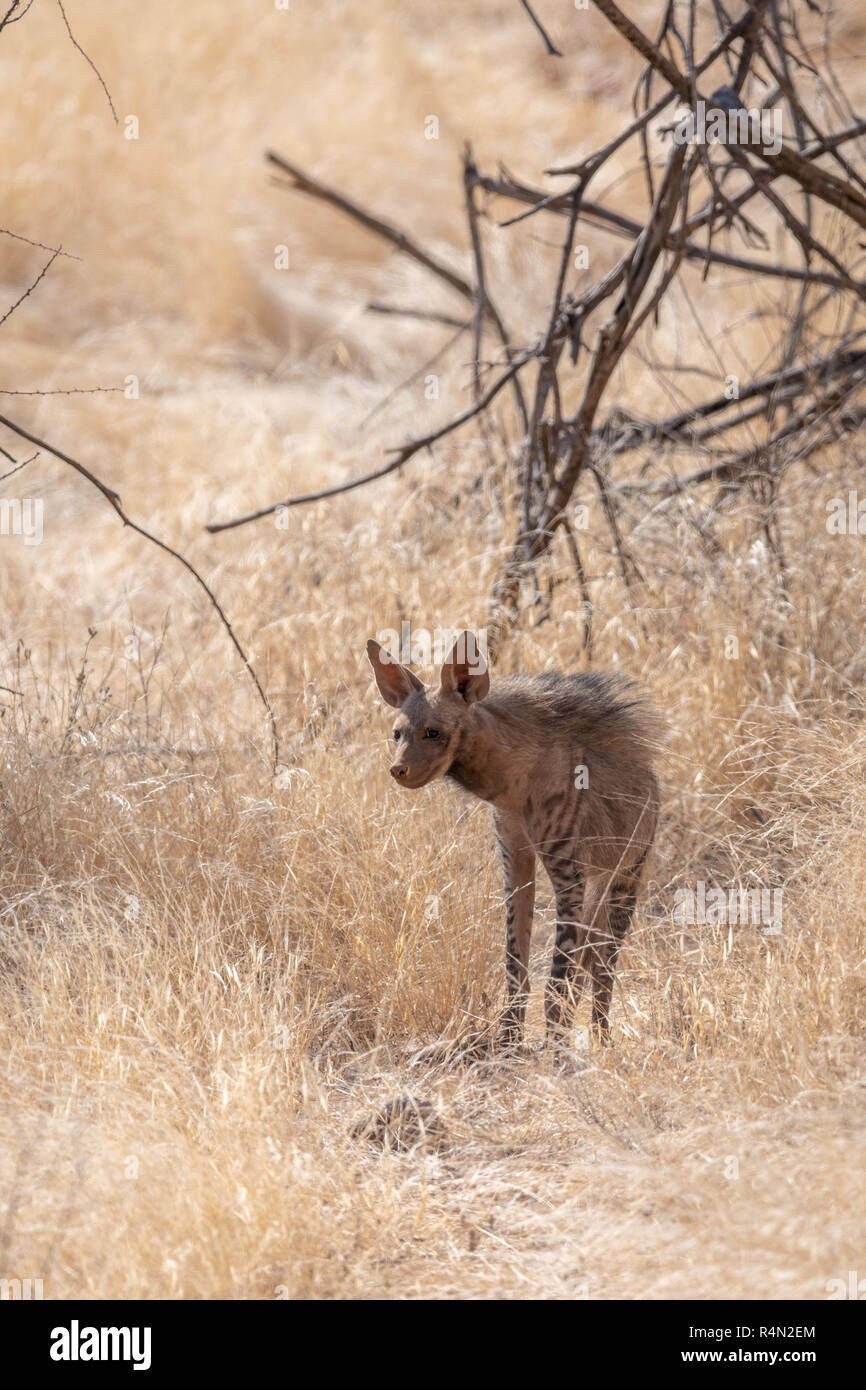 Striped hyena hi-res stock photography and images - Alamy