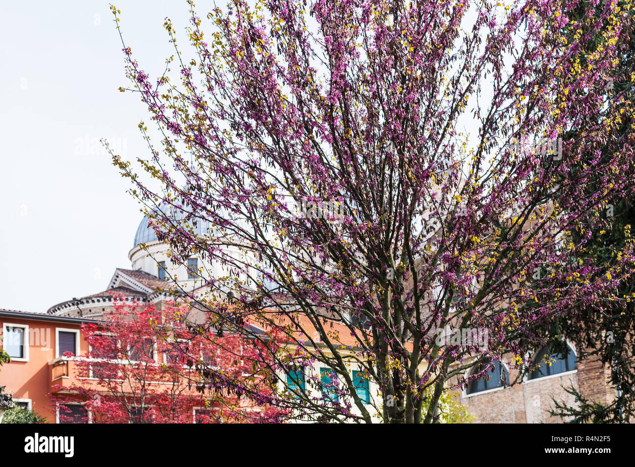 flowering judas tree in Padua city in spring Stock Photo - Alamy