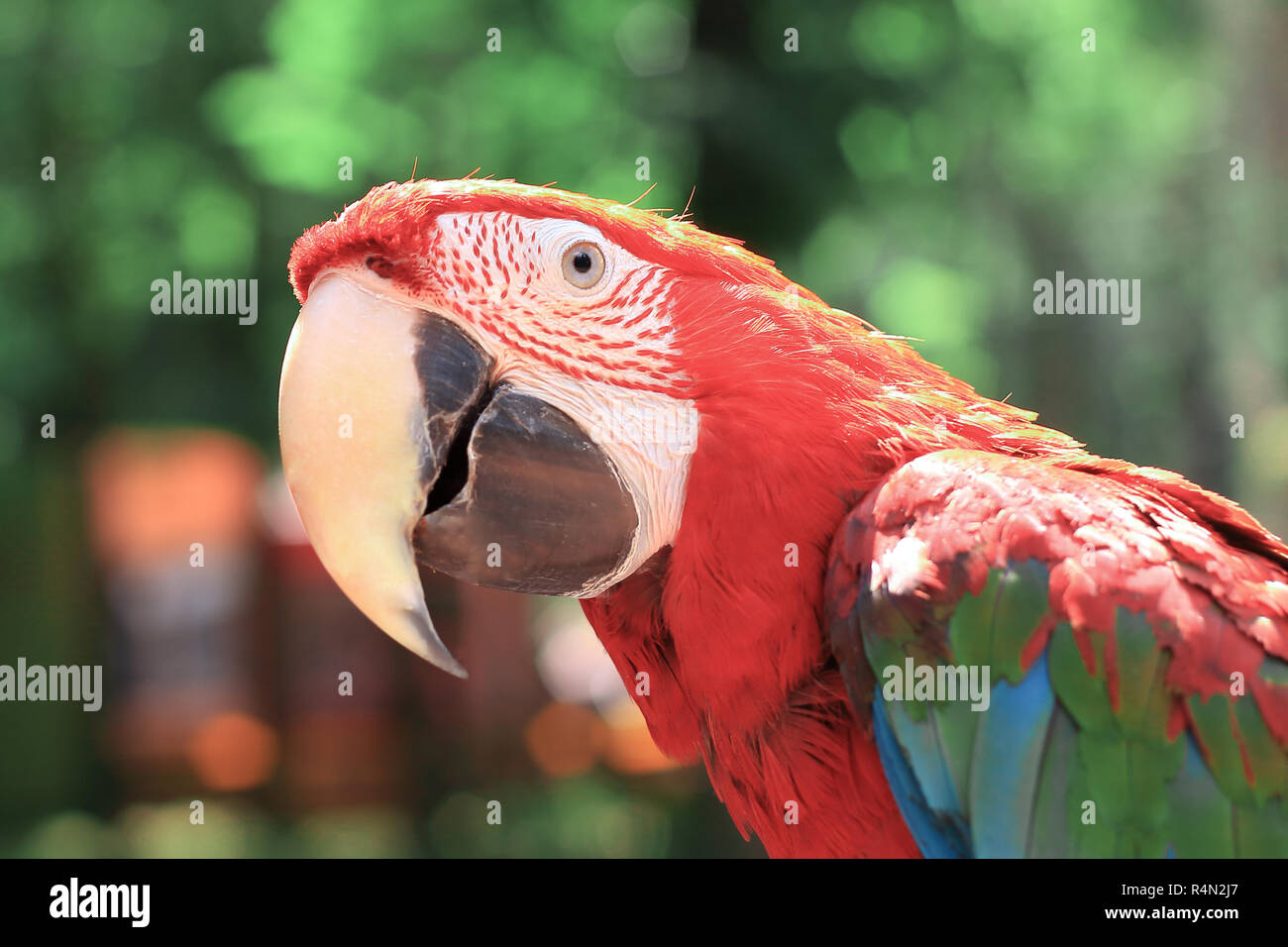 White Parrot Yellow Head Feathers High Resolution Stock Photography and ...