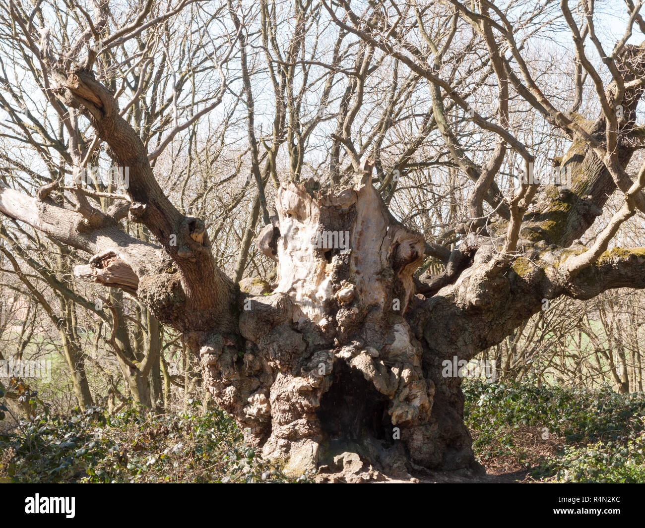 Knobbly skin hi-res stock photography and images - Alamy
