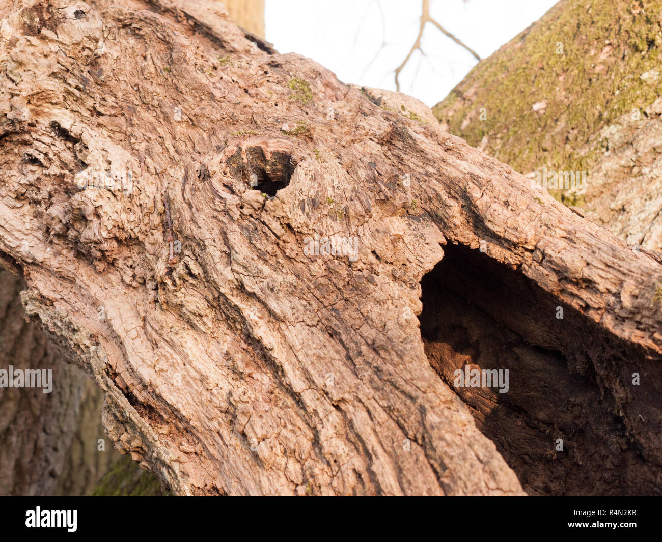 The Texture of Trees Up Close and Personal Stock Photo - Alamy