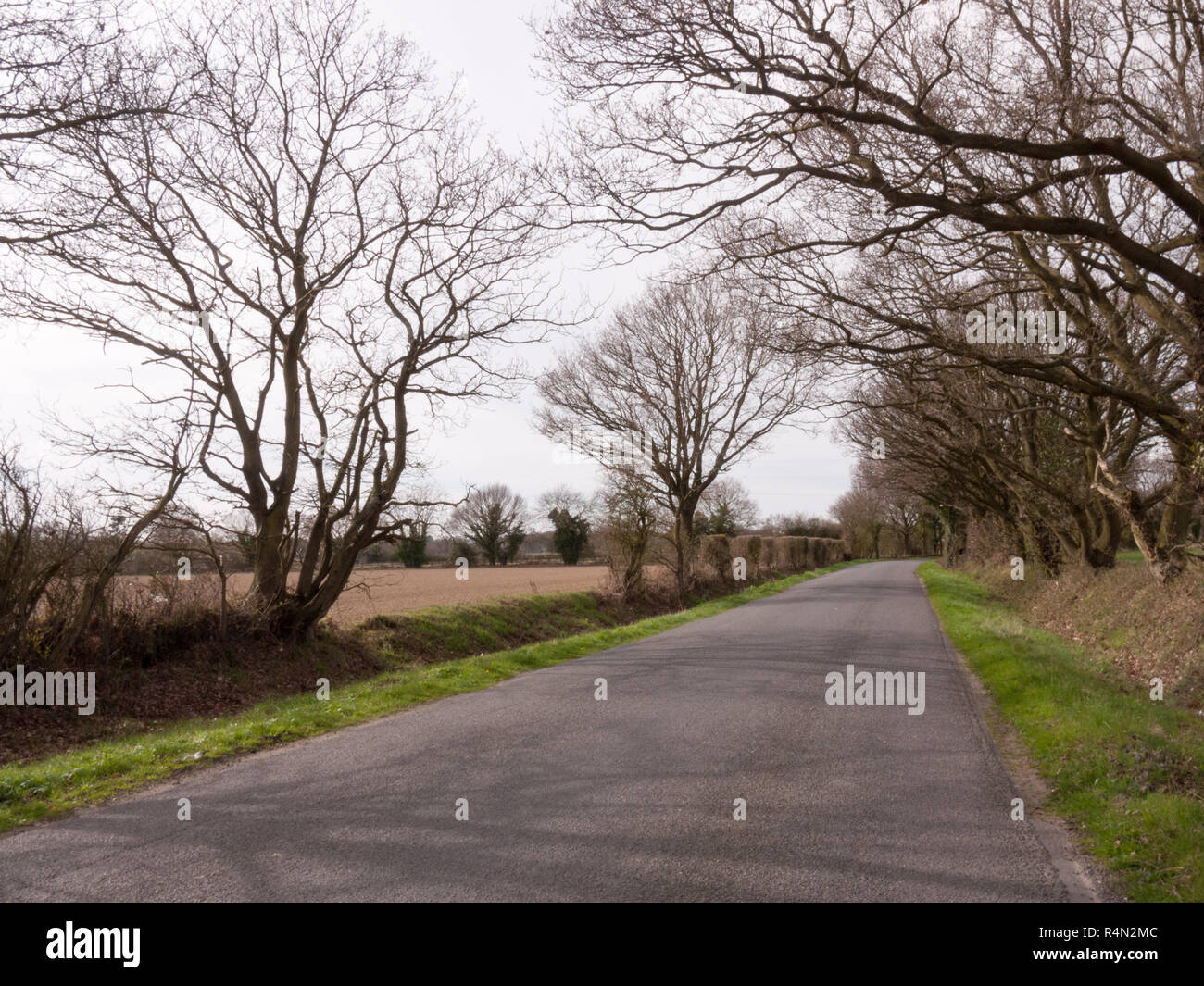 Trees on Road at the Side of Farms Stock Photo - Alamy