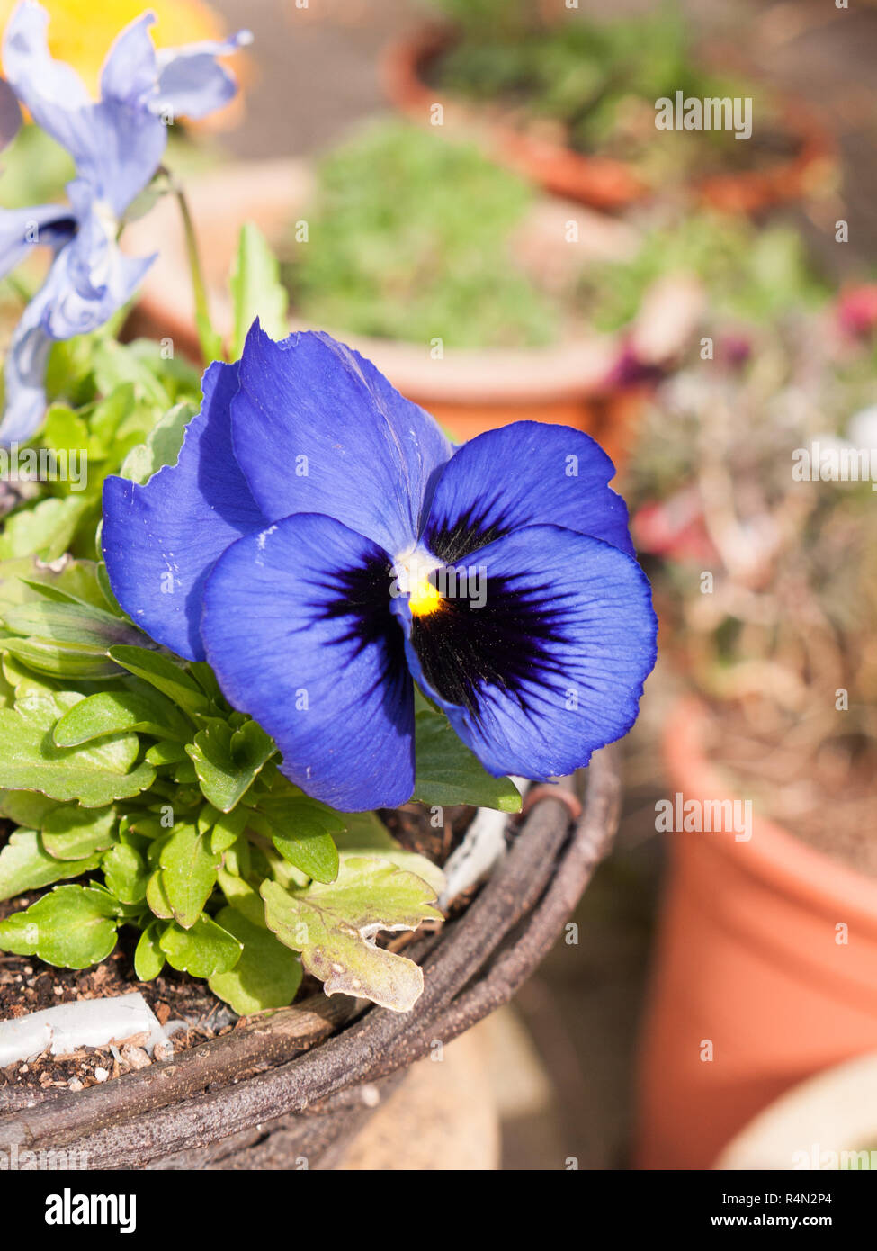 Beautiful Blue Flower Head in the Sun Light Stock Photo - Alamy