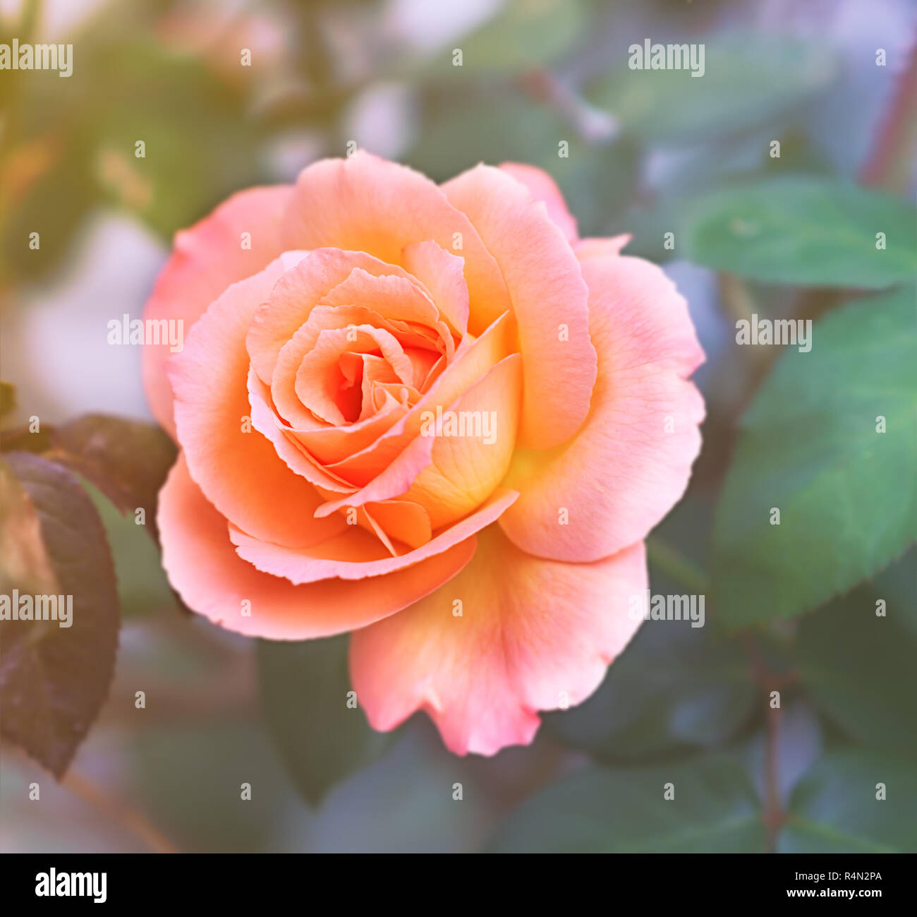 Apricot pink Rose on soft background Stock Photo - Alamy